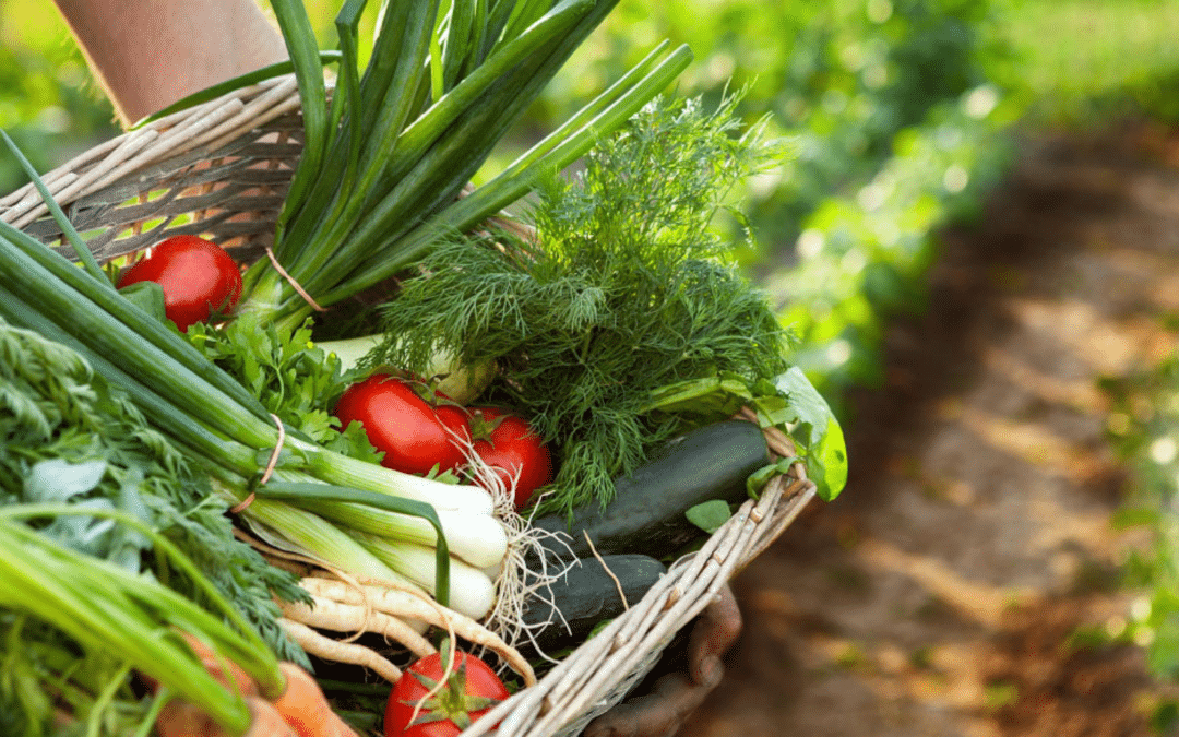 HOMEBASE OUTDOOR PLANT SALE - Gulliver's Retail Park